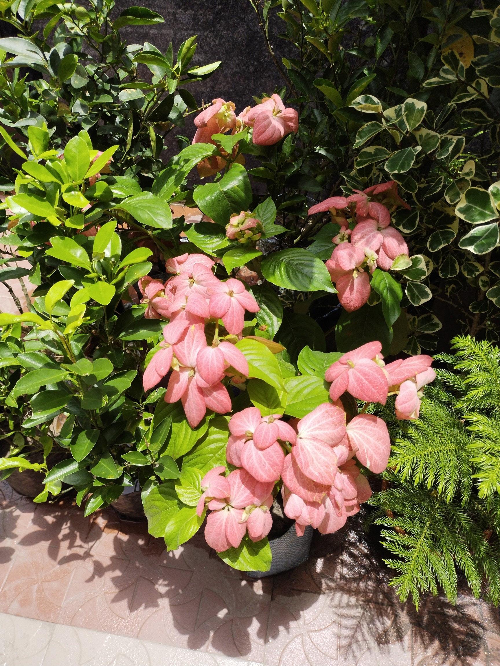 The Garden Padma Nursery in Jamdar Vitta,Siliguri - Best Plant ...