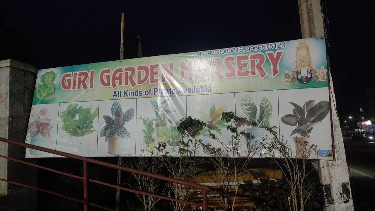 Giri Garden Nursery in Tirupati Bazar,Tirupati - Best Mahogany Plant ...