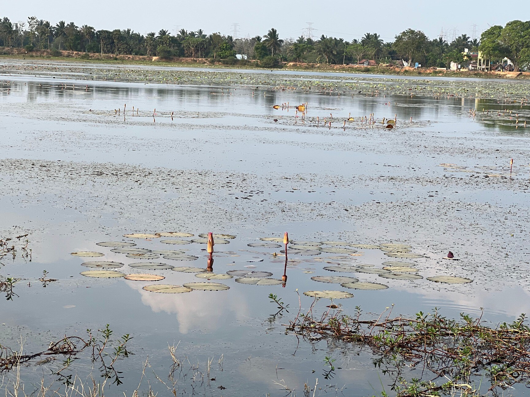 Sakkarai Kulam in U Agaram,Vriddhachalam - Best near me in ...